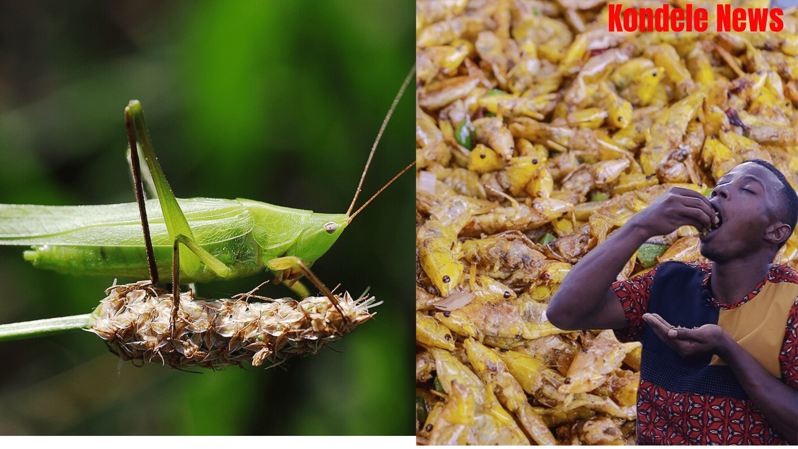 Nsenene, the Ugandan grasshopper that is a street delicacy - Kondele News