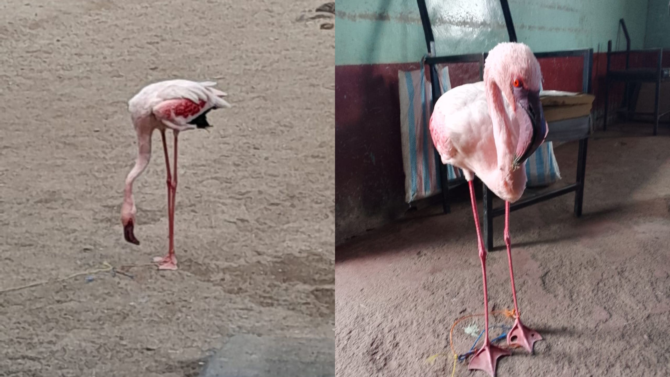 Rare Flamingo found in Ndeda Island, Bondo sub county has amazed Locals - Kondele News